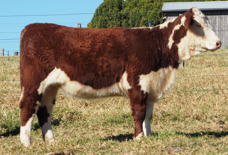 Annual On-Property Helmsman Sale | Hillview Herefords & Tyler Angus