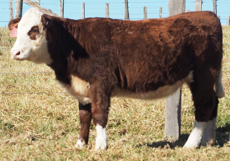 Annual On-Property Helmsman Sale | Hillview Herefords & Tyler Angus